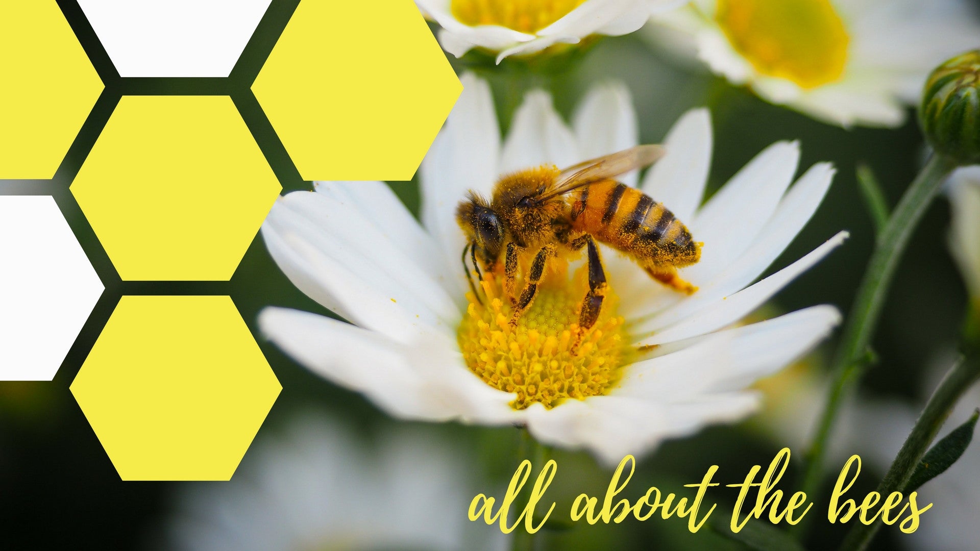 16 beautiful herbs and flowers to plant for the bees this Spring ...